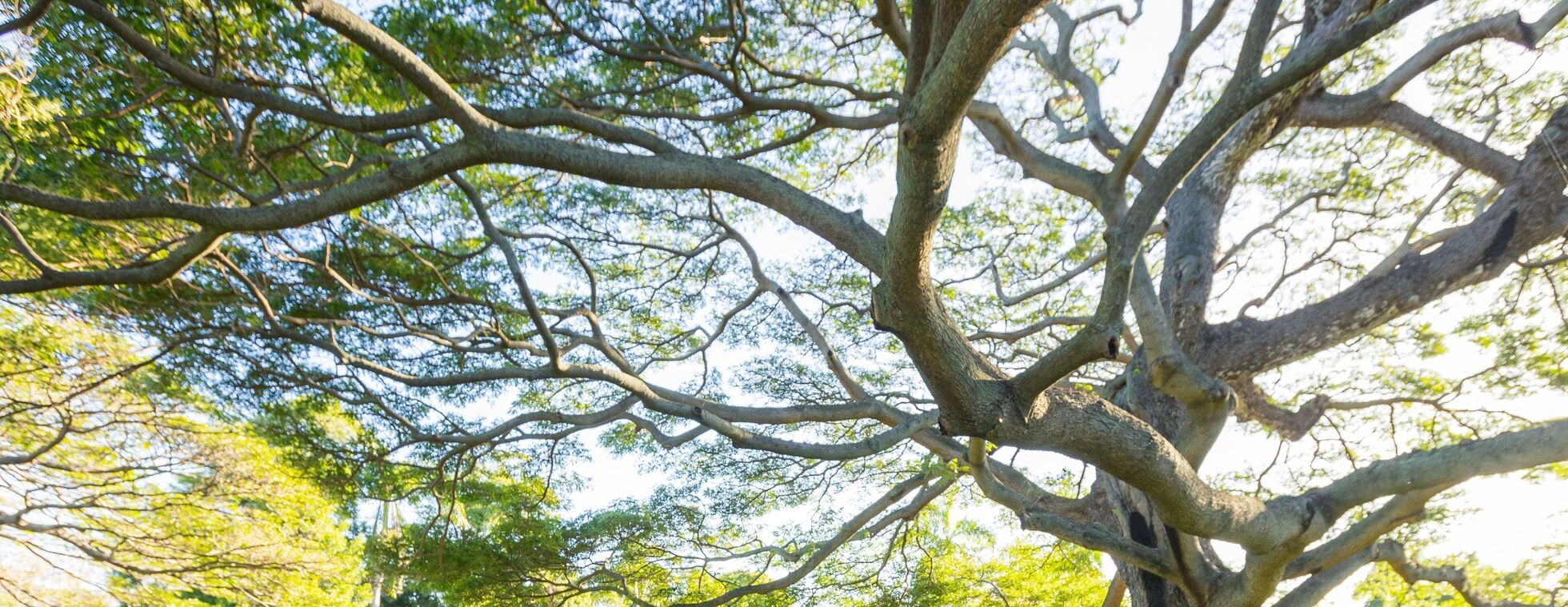 Play Imua 2025 March